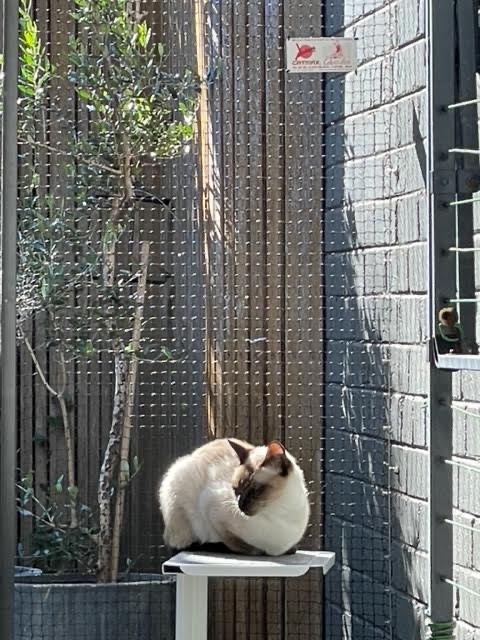 Cat Cage Melbourne – The Safe, Stylish Way for Outdoor Enjoyment – Catmax